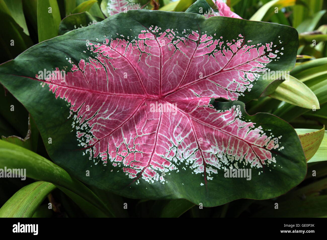 tropical flowers in the city of Bandar seri Begawan in the country of ...