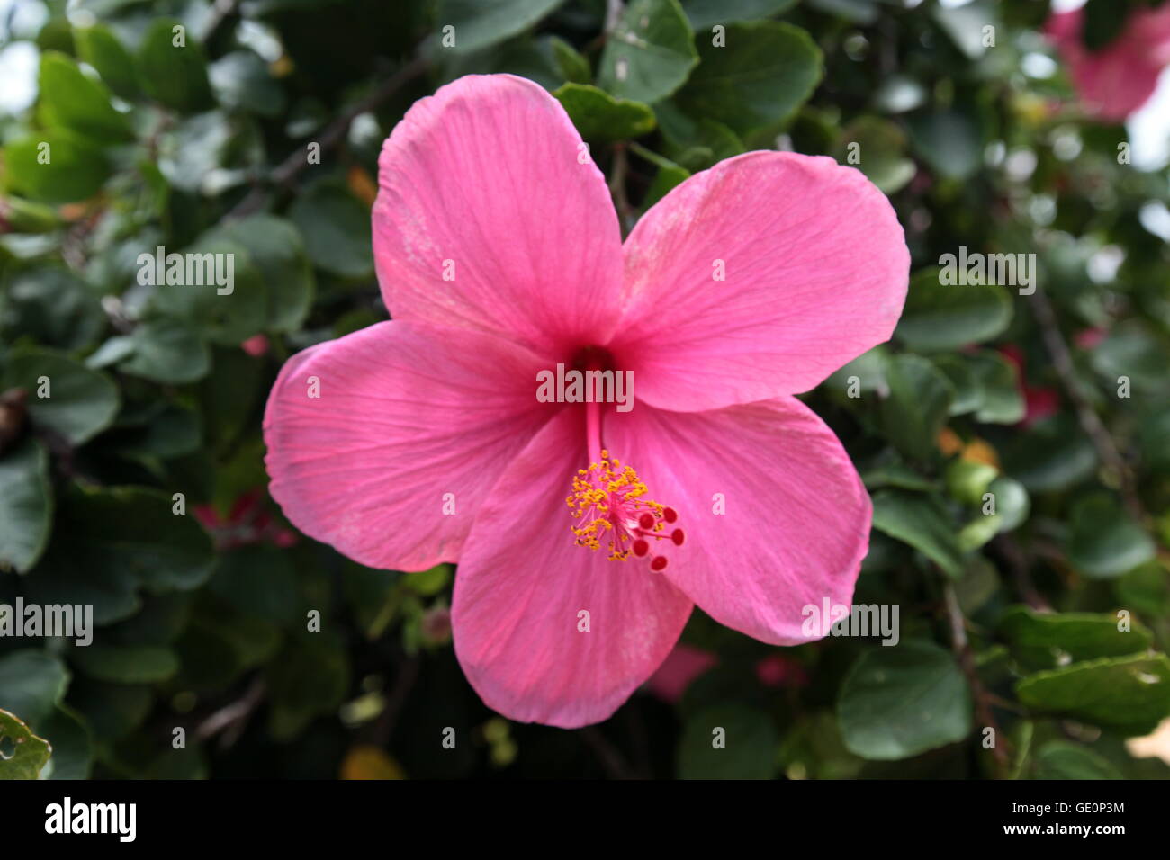 tropical flowers in the city of Bandar seri Begawan in the country of ...