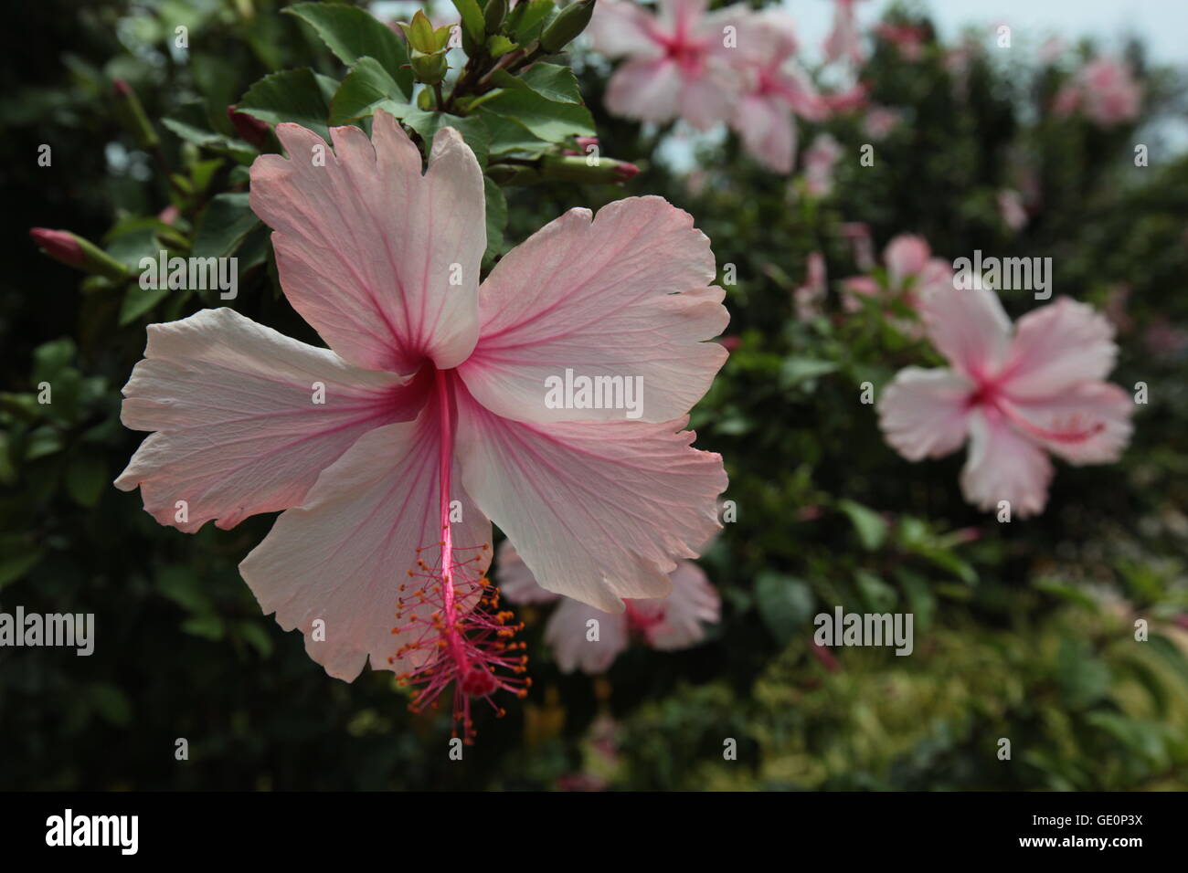 tropical flowers in the city of Bandar seri Begawan in the country of ...