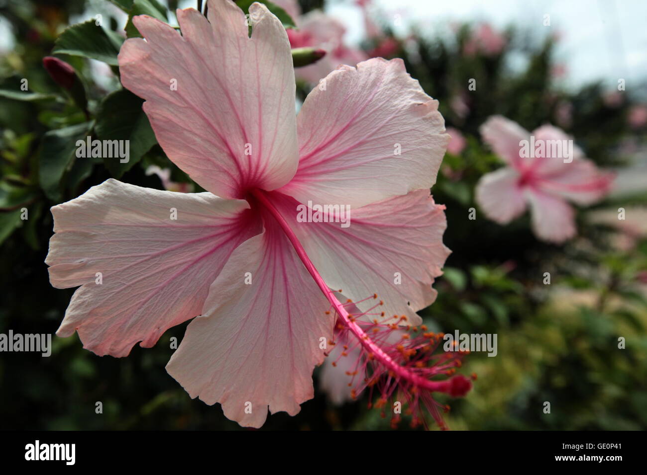 Brunei flowers hi-res stock photography and images - Alamy