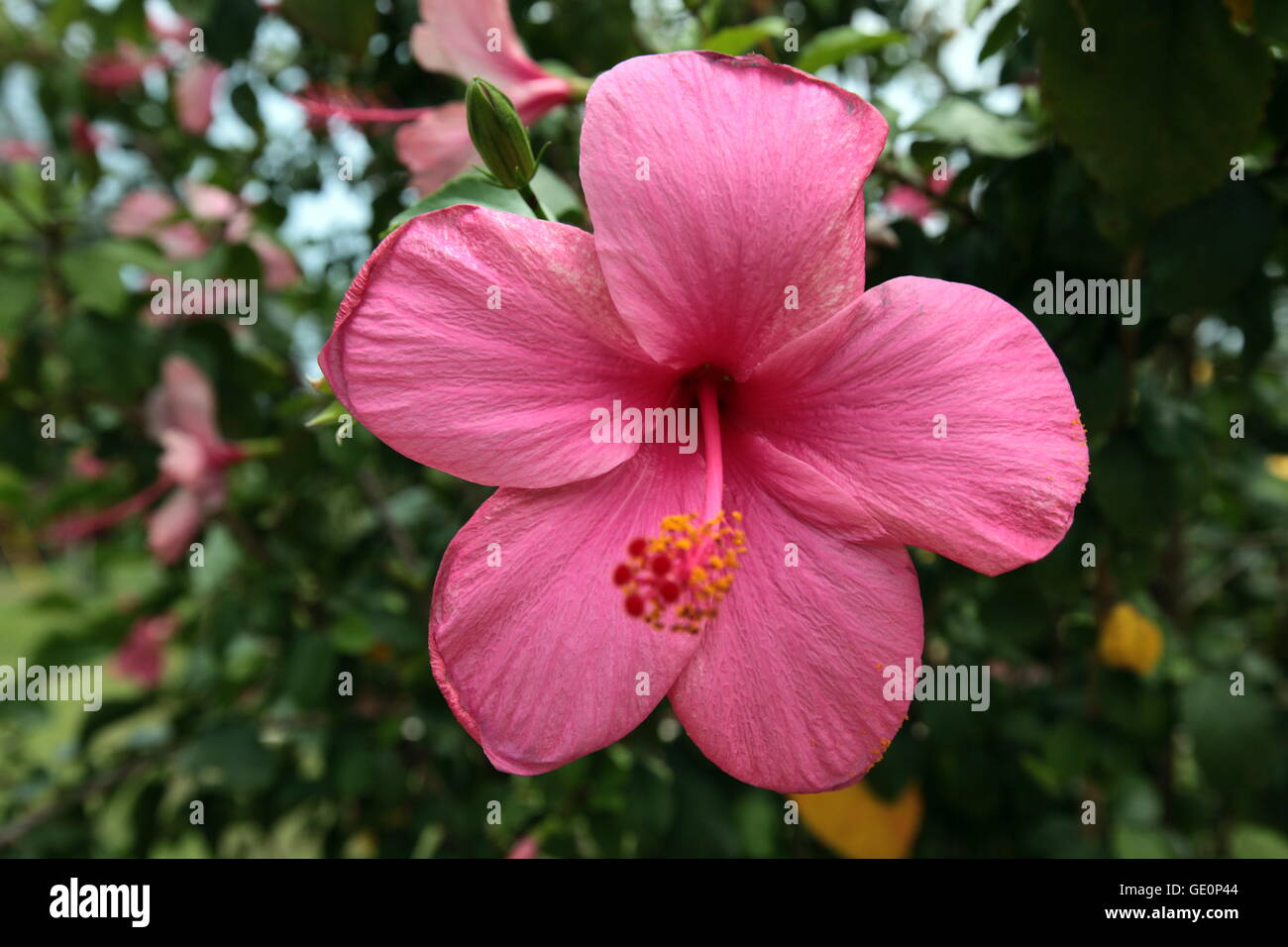 tropical flowers in the city of Bandar seri Begawan in the country of ...