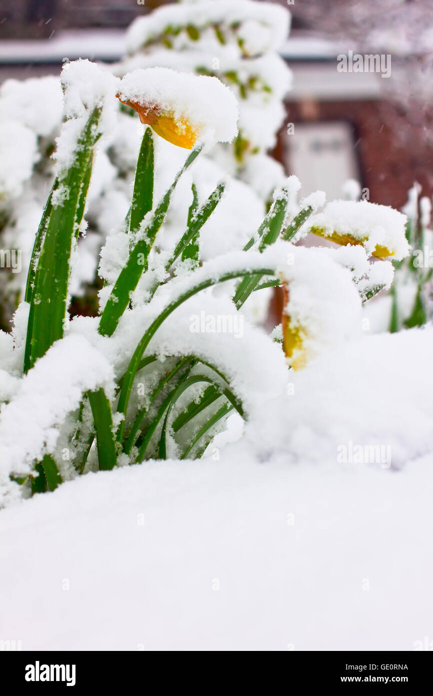 Daffodils bending under the weight of heavy spring snow Stock Photo - Alamy