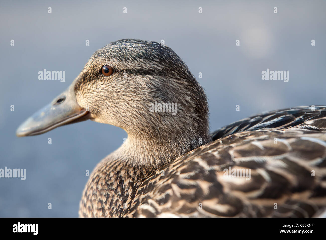 Hen mallard hi-res stock photography and images - Alamy