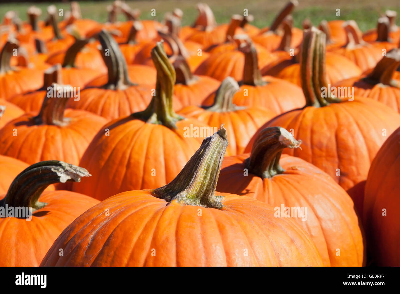 Freshly picked pumpkins at a pumpkin farm Stock Photo - Alamy
