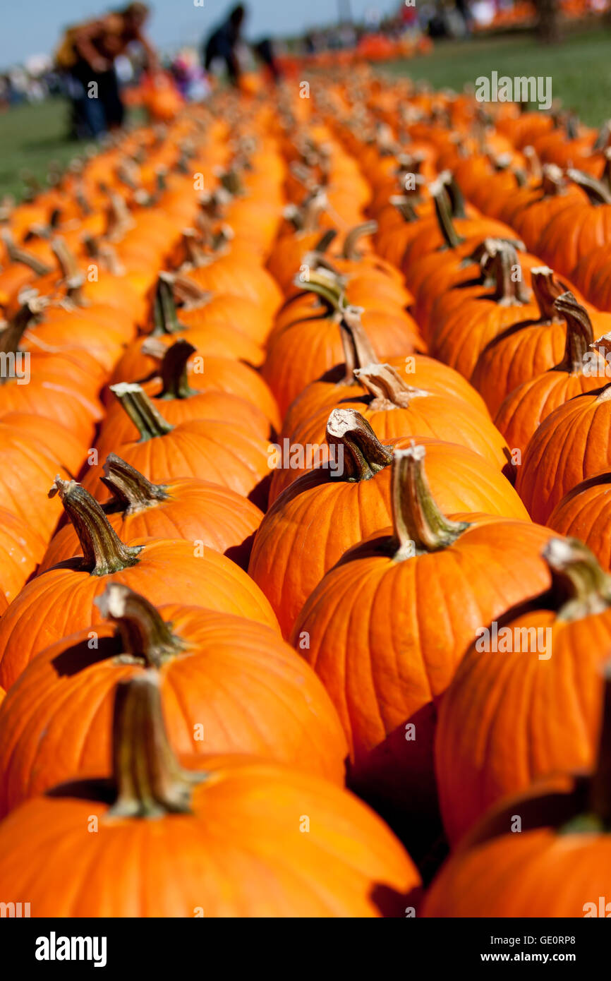 Colorful vegetable rows patch hi-res stock photography and images - Alamy