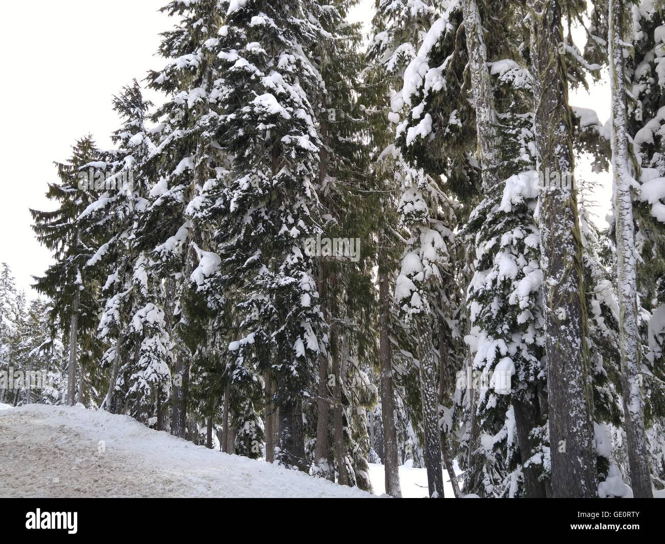 Snowy winter days with tall snow covered trees Stock Photo - Alamy