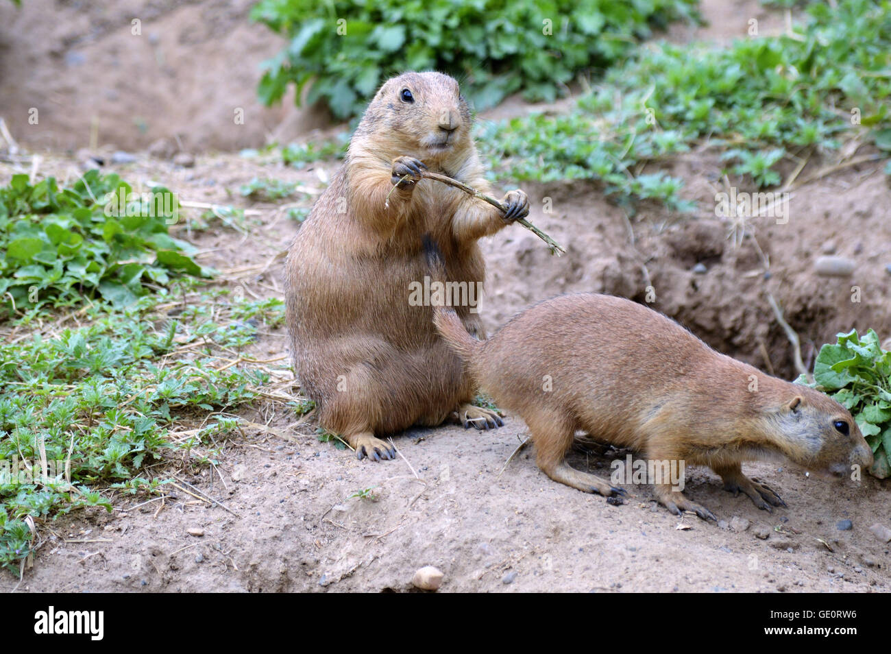 Prairie dog sitting in the dirt Stock Photo - Alamy