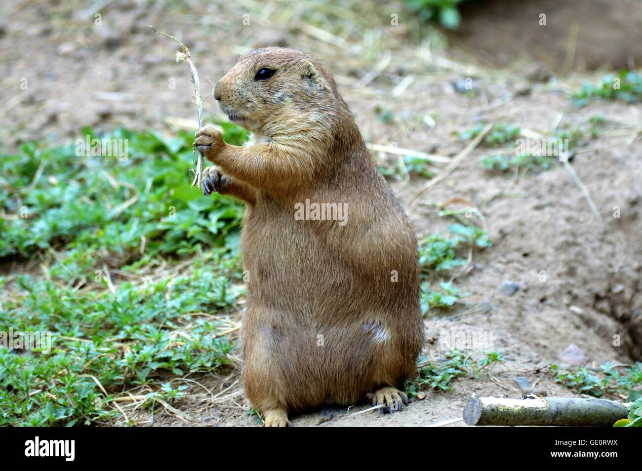 Prairie dog sitting in the dirt Stock Photo - Alamy