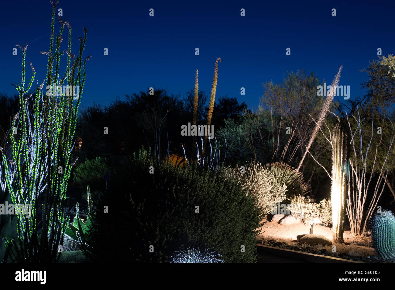 Sonora Desert plants illuminated and backdropped by a coming day Stock ...