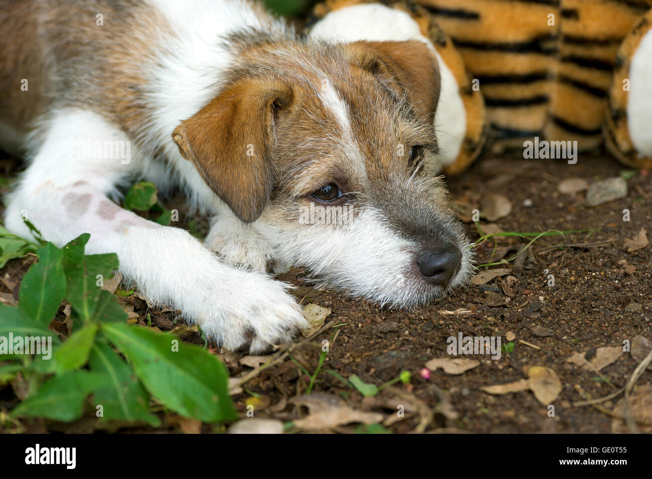 Sad dog is an adorable scruffy puppy looking very forlorn not wanting ...