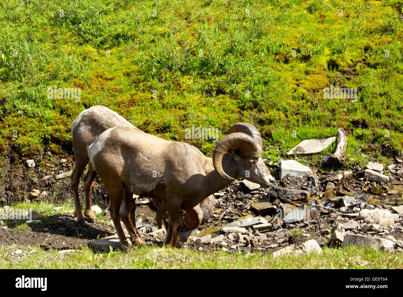 Big horn sheep hi-res stock photography and images - Alamy
