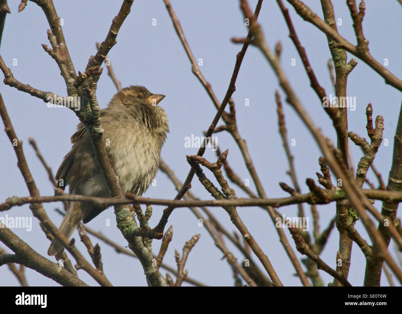 House sparrow flock tree hi-res stock photography and images - Alamy