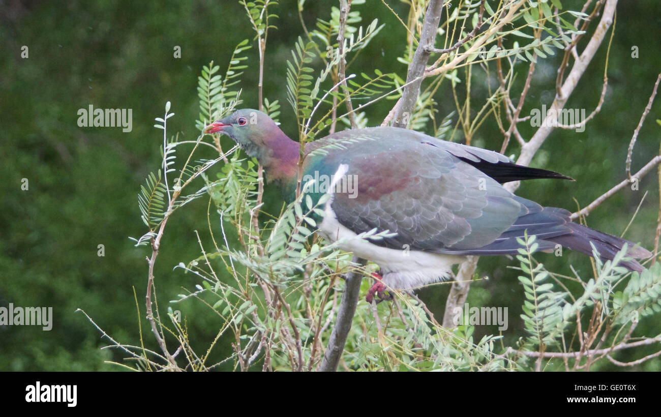 New Zealand pigeon Hemiphaga novaeseelandiae eating leaves of a tree ...