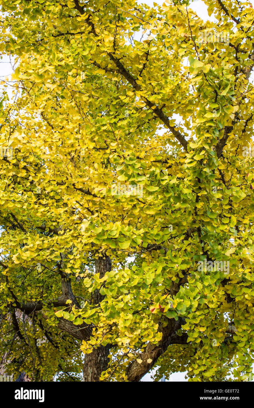 Ginko tree hi-res stock photography and images - Alamy