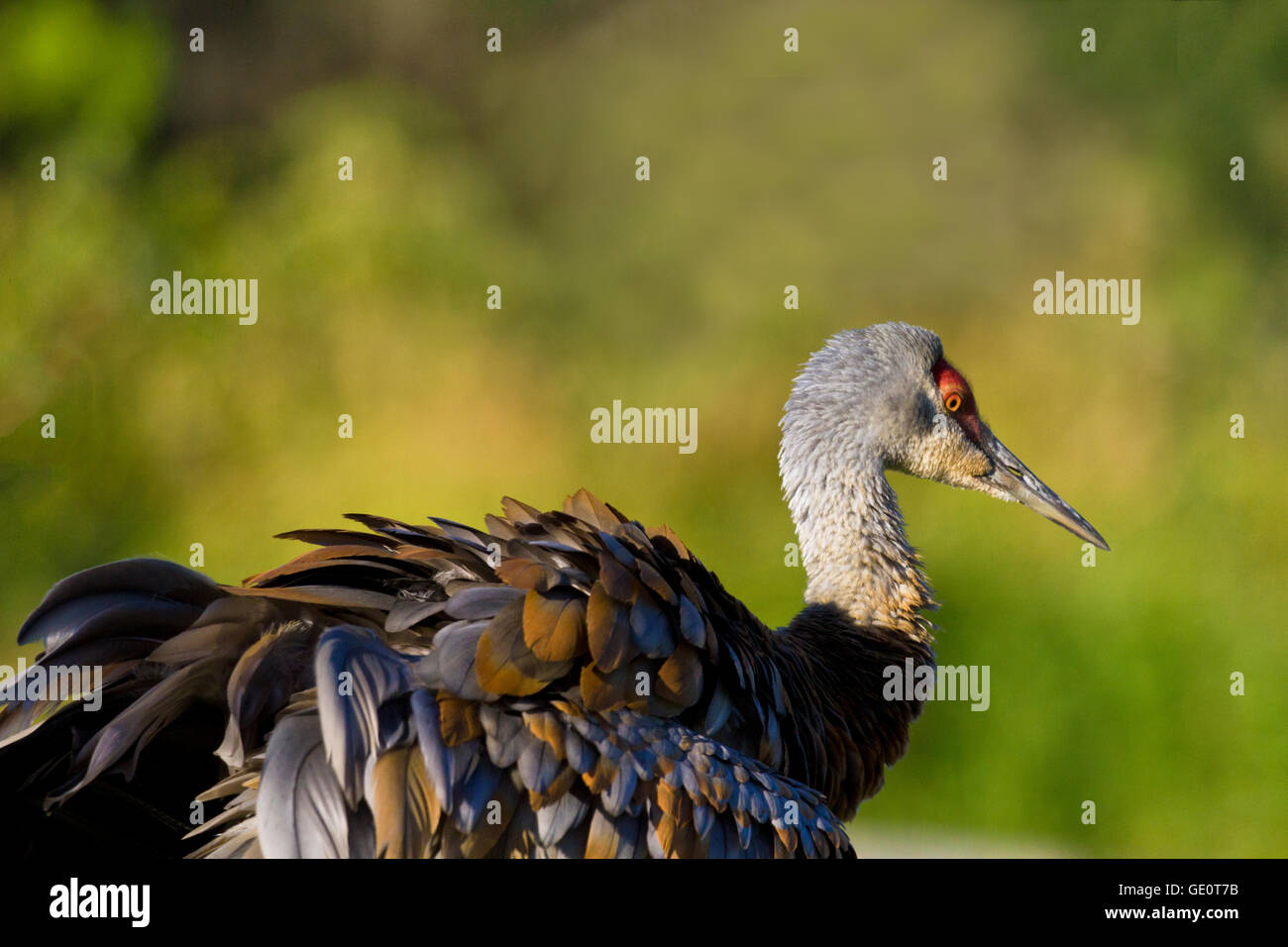 Sandhill crane display hi-res stock photography and images - Alamy