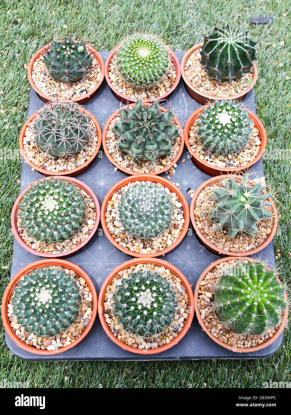 Variety of cactus hi-res stock photography and images - Alamy