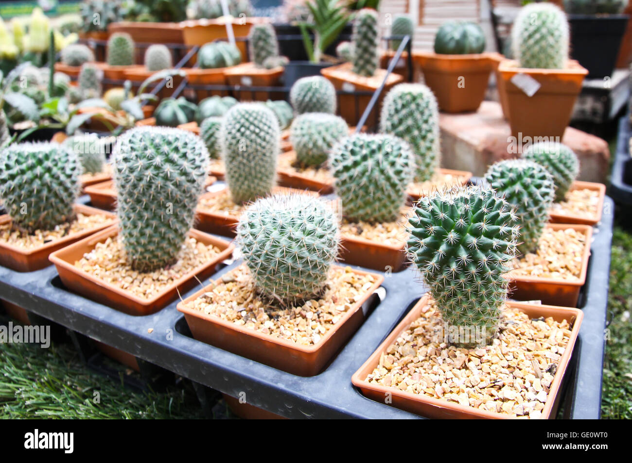 Variety of cactus hi-res stock photography and images - Alamy