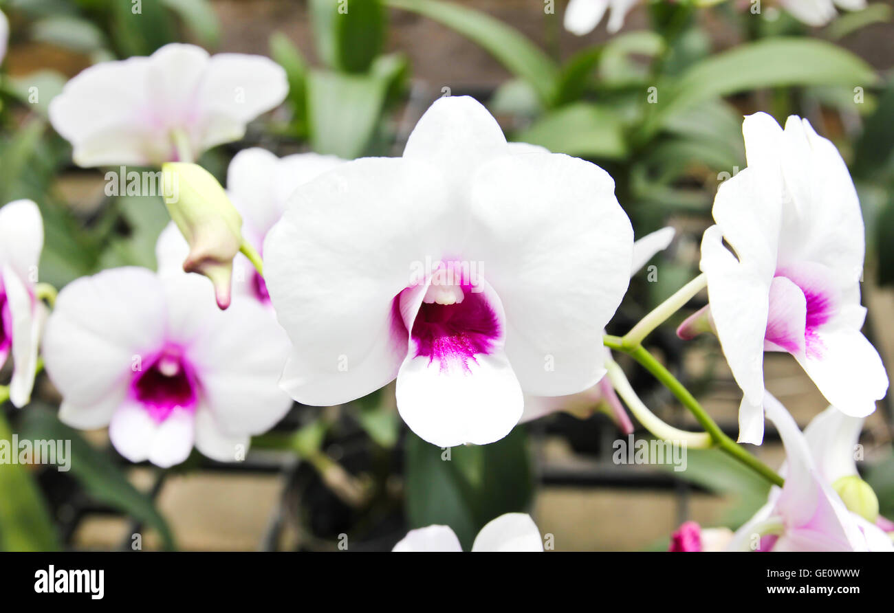 White orchid blooming in the garden Stock Photo - Alamy