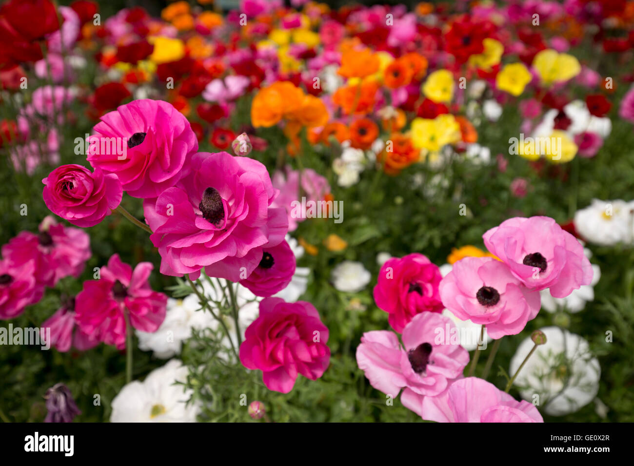 Persian buttercups hi-res stock photography and images - Alamy