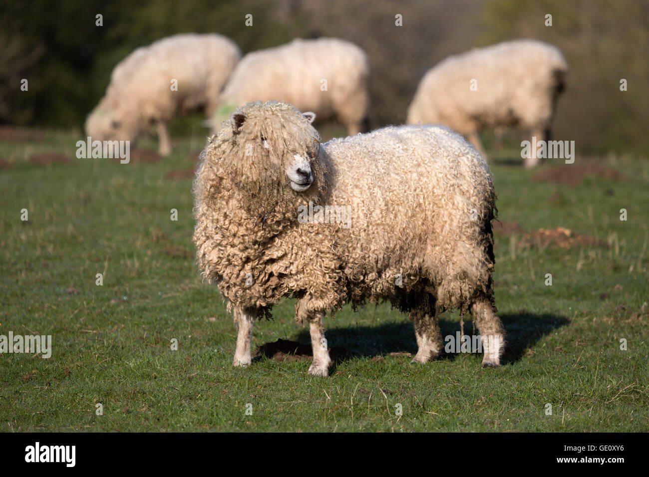 Four sheep legs hi-res stock photography and images - Alamy