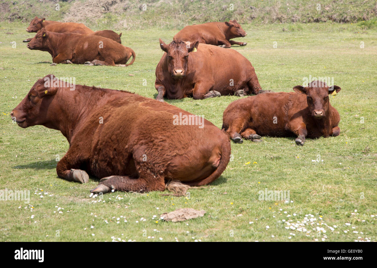Chewing lizard hi-res stock photography and images - Alamy