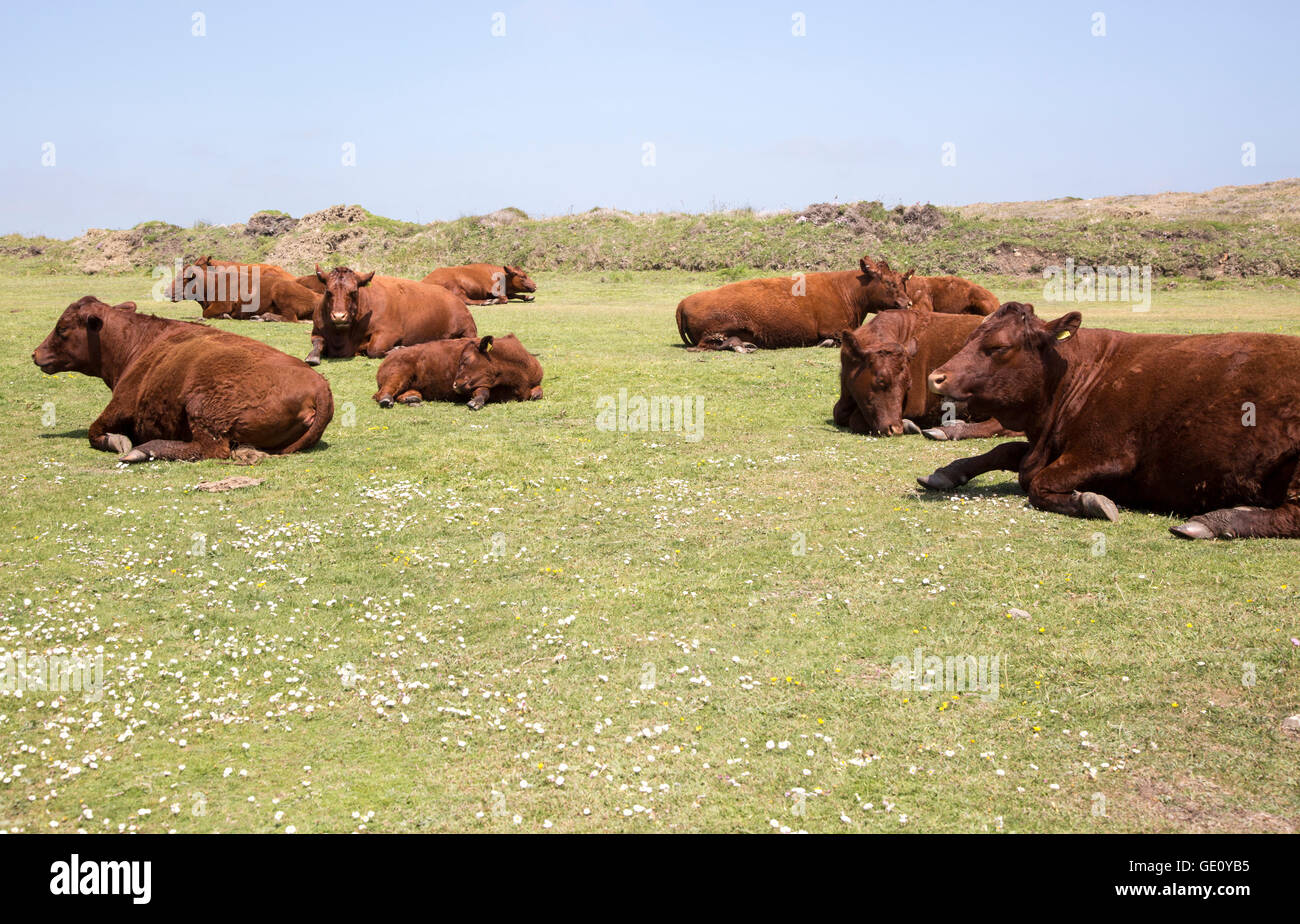 Chewing lizard hi-res stock photography and images - Alamy