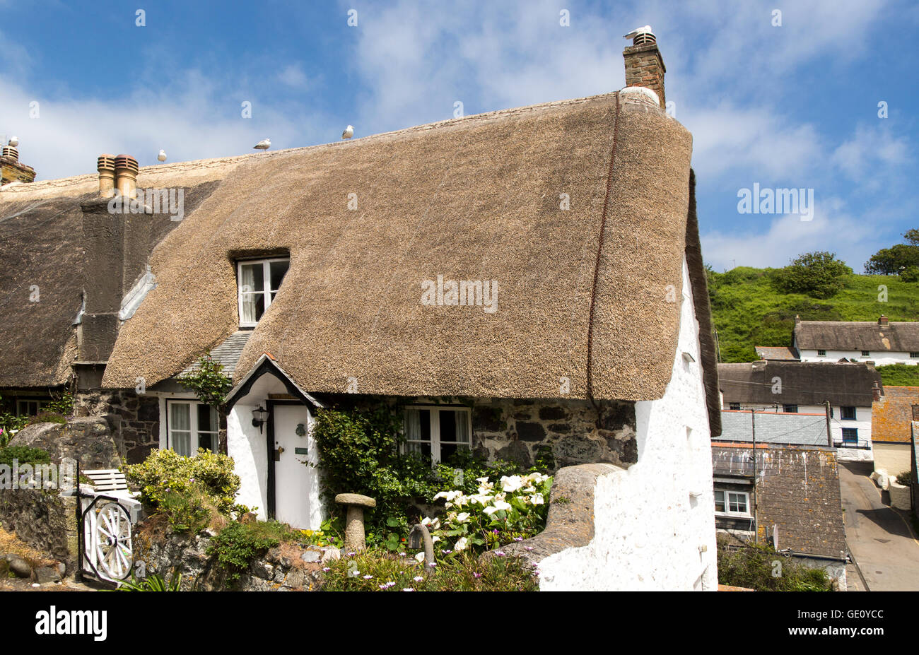 Pretty historic thatched cottages, Cadgwith, Lizard peninsula, Cornwall ...