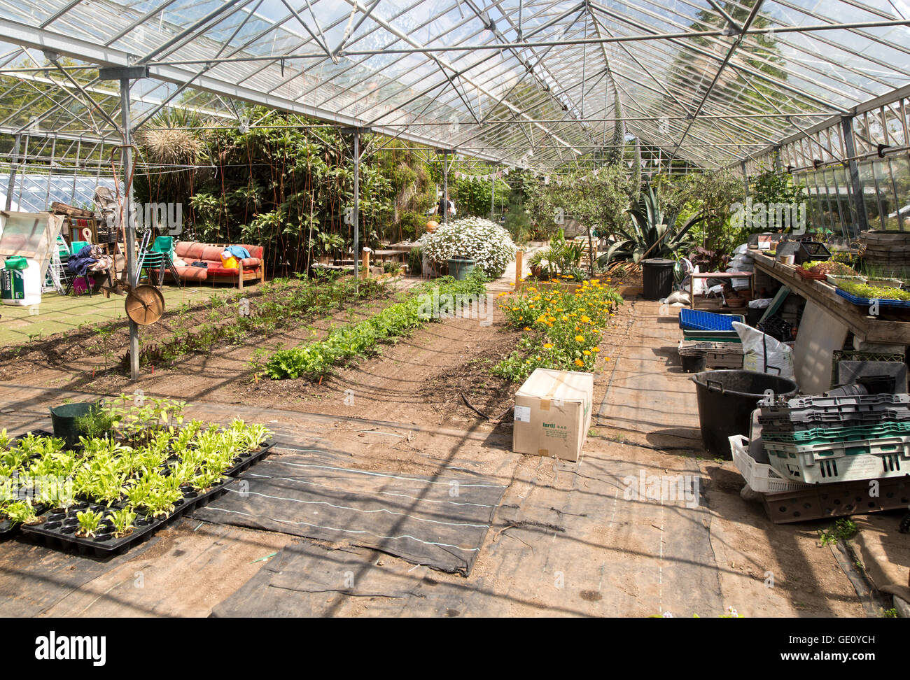 Inside large glasshouse, Potager Garden, Constantine, Cornwall, England ...