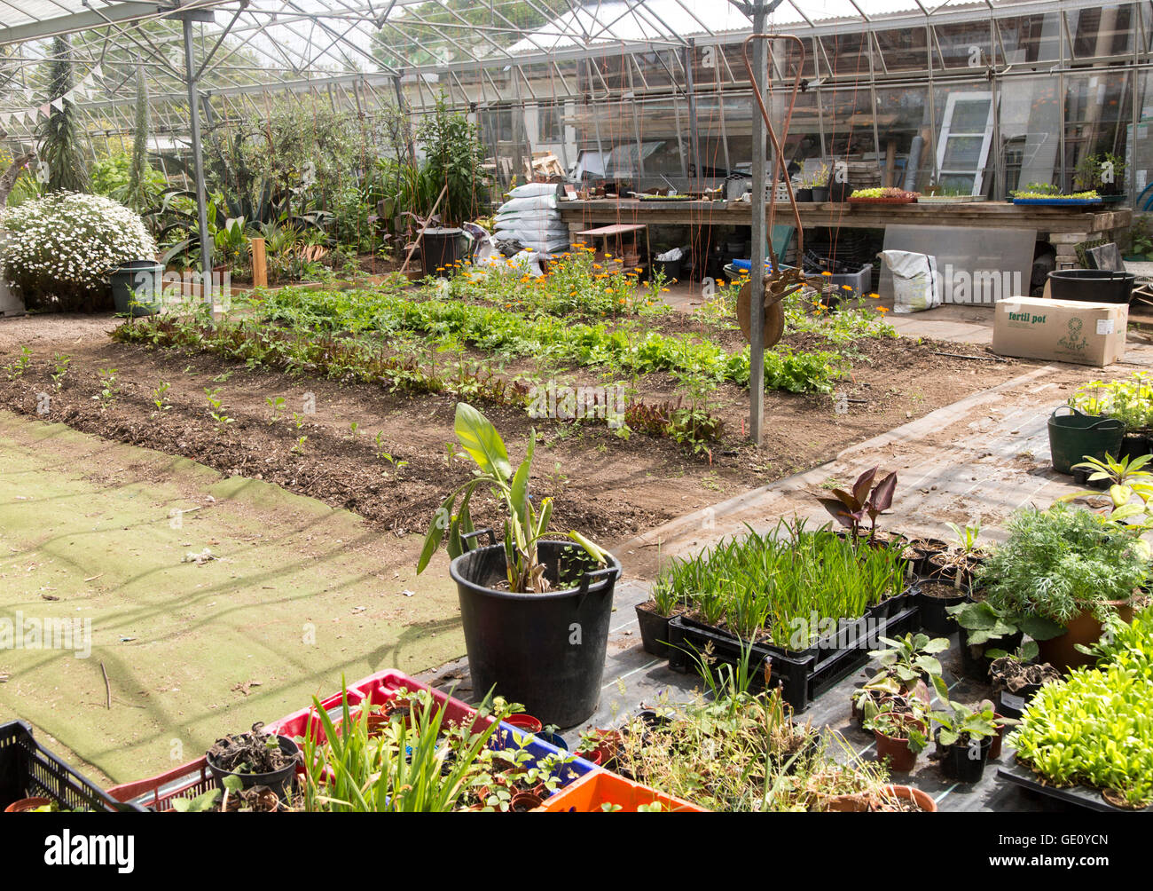 Inside large glasshouse, Potager Garden, Constantine, Cornwall, England ...