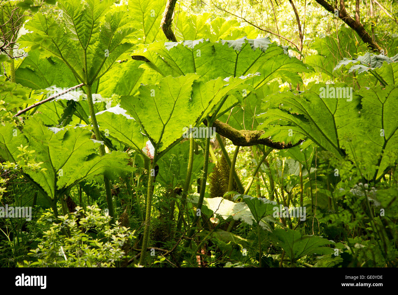 Giant Gunnera, Gunnera manicata, growing wild in woodland at Trenoweth ...