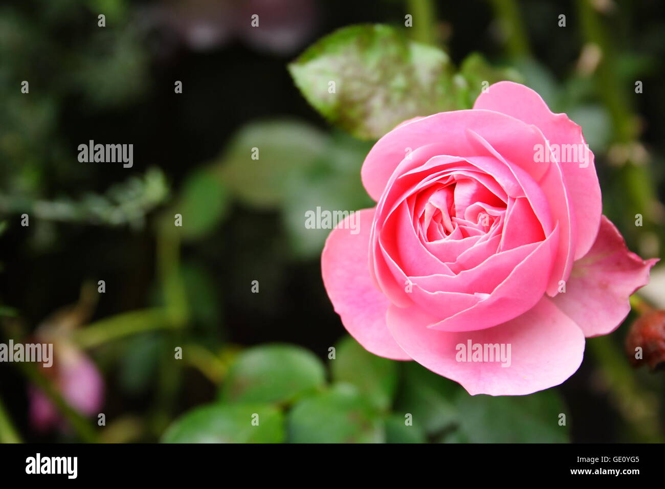 Old english roses hi-res stock photography and images - Alamy