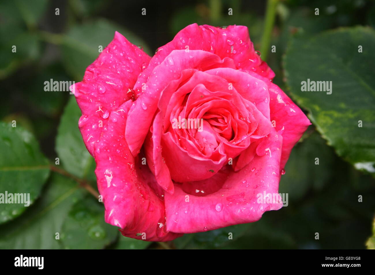 Rain wet roses hi-res stock photography and images - Alamy