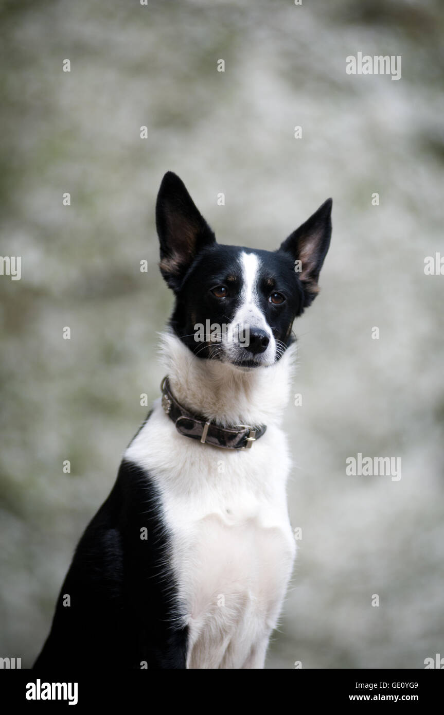 Mixed breed dog portrait outdoor with blossom trees Stock Photo - Alamy