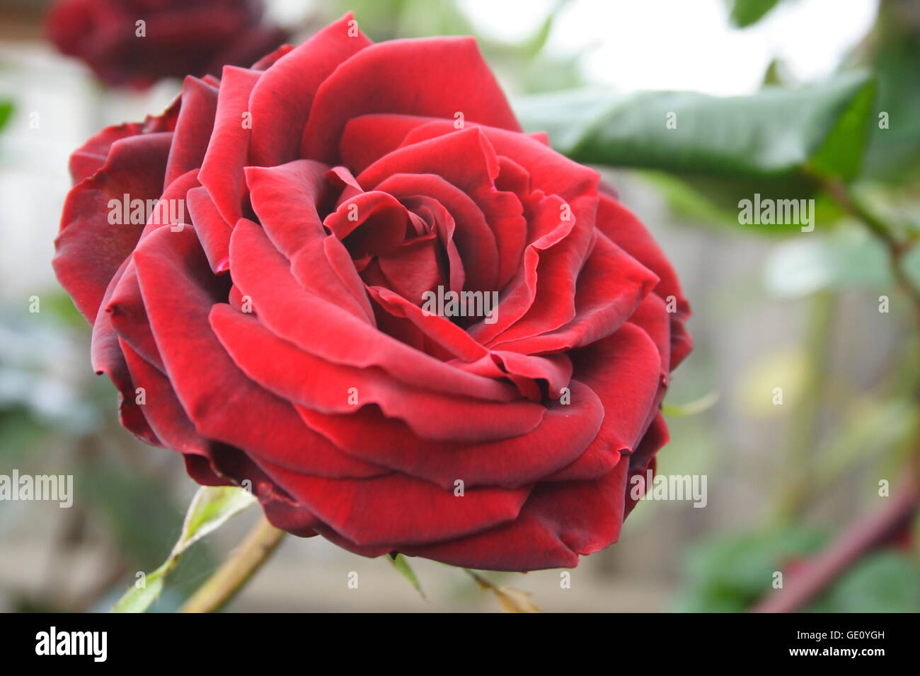 Large Rose "Black Beauty Stock Photo - Alamy