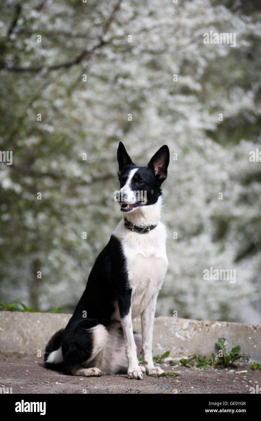 Mixed breed dog portrait outdoor with blossom trees Stock Photo - Alamy