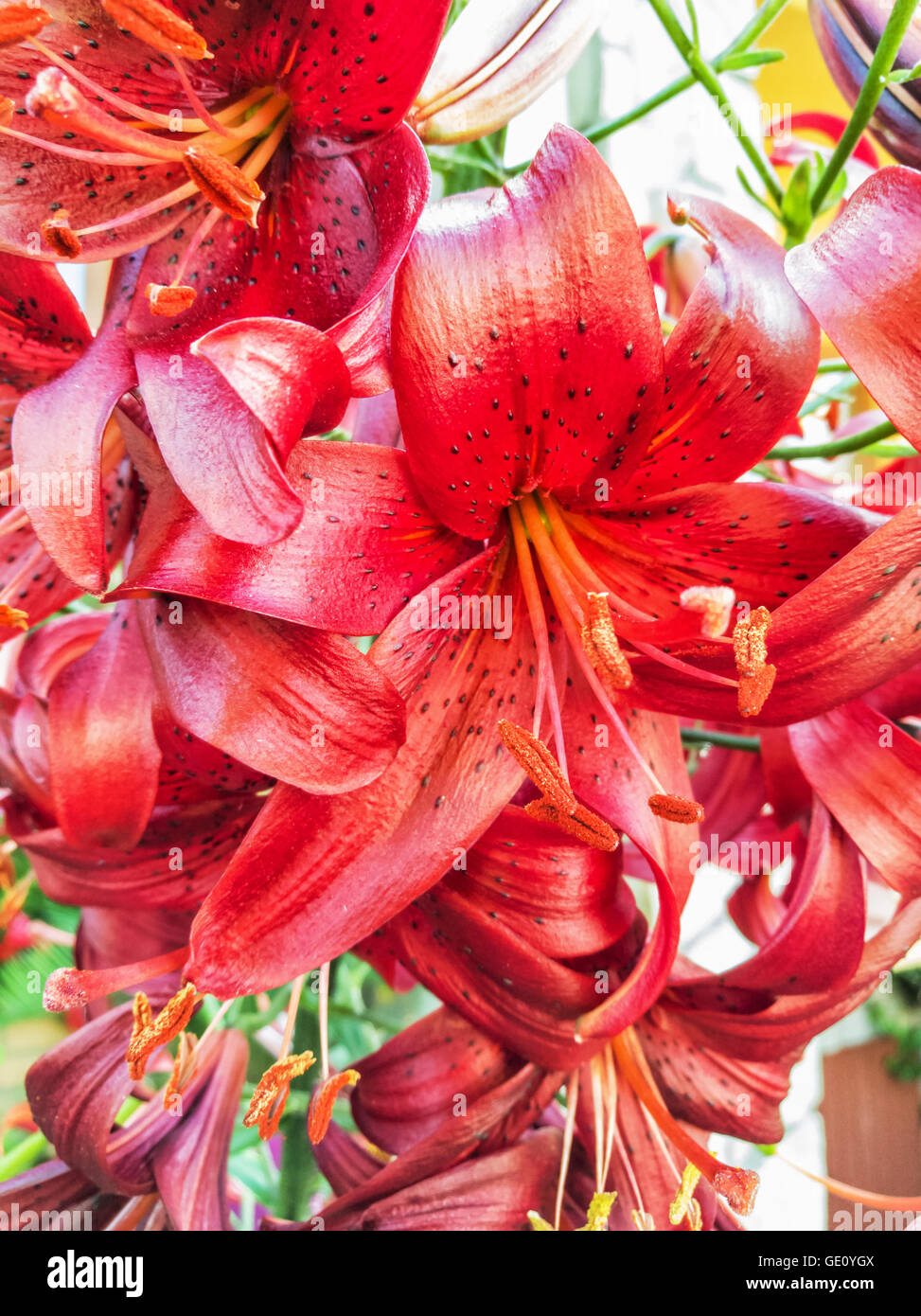 Red lily flowers background. Seasonal natural scene. Vertical ...