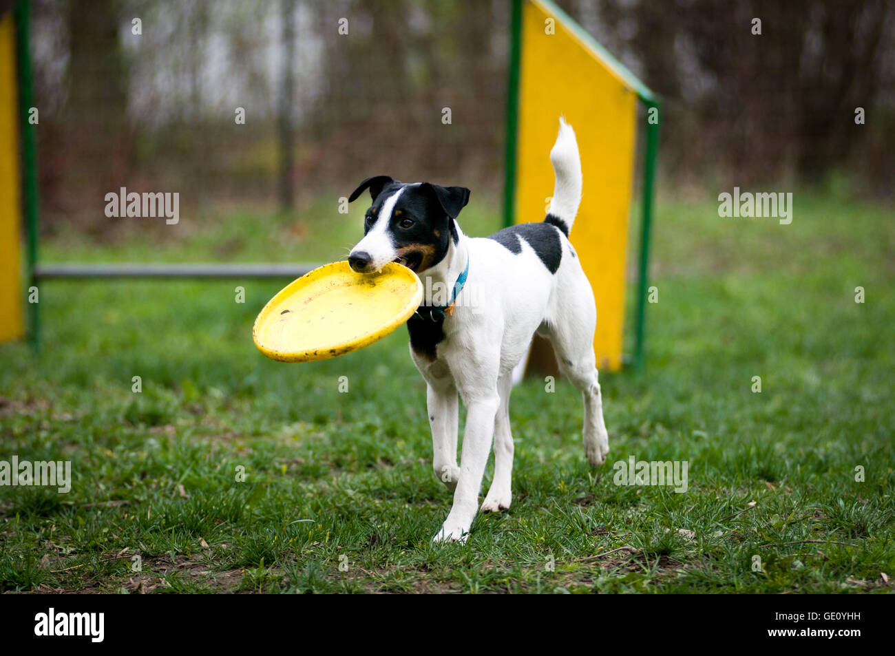 Fox terrier with frisbee in his mouth Stock Photo - Alamy