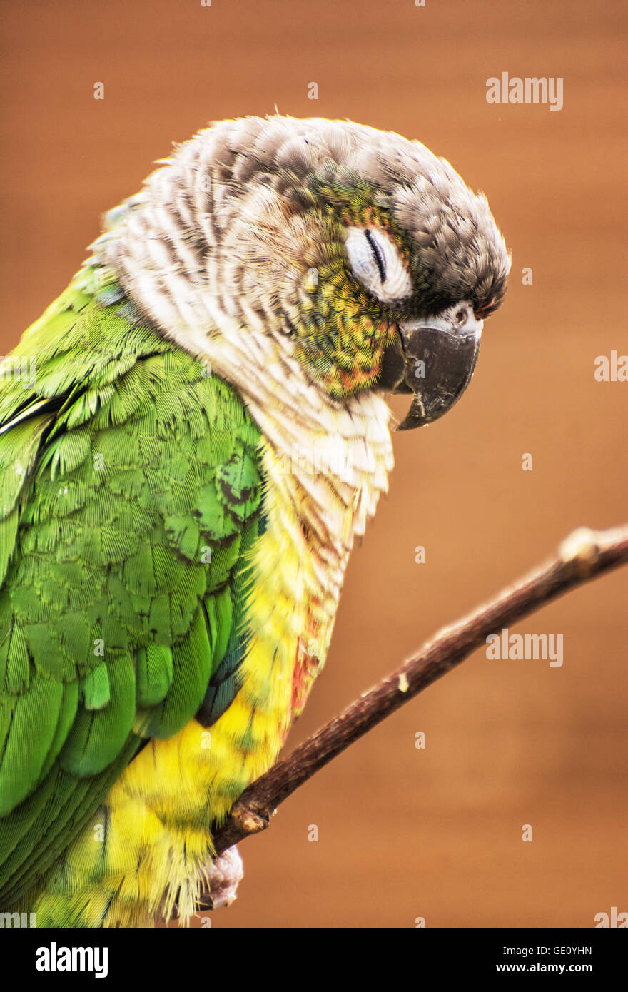 Beautiful colorful parrot resting on the tree branch. Bird scene ...