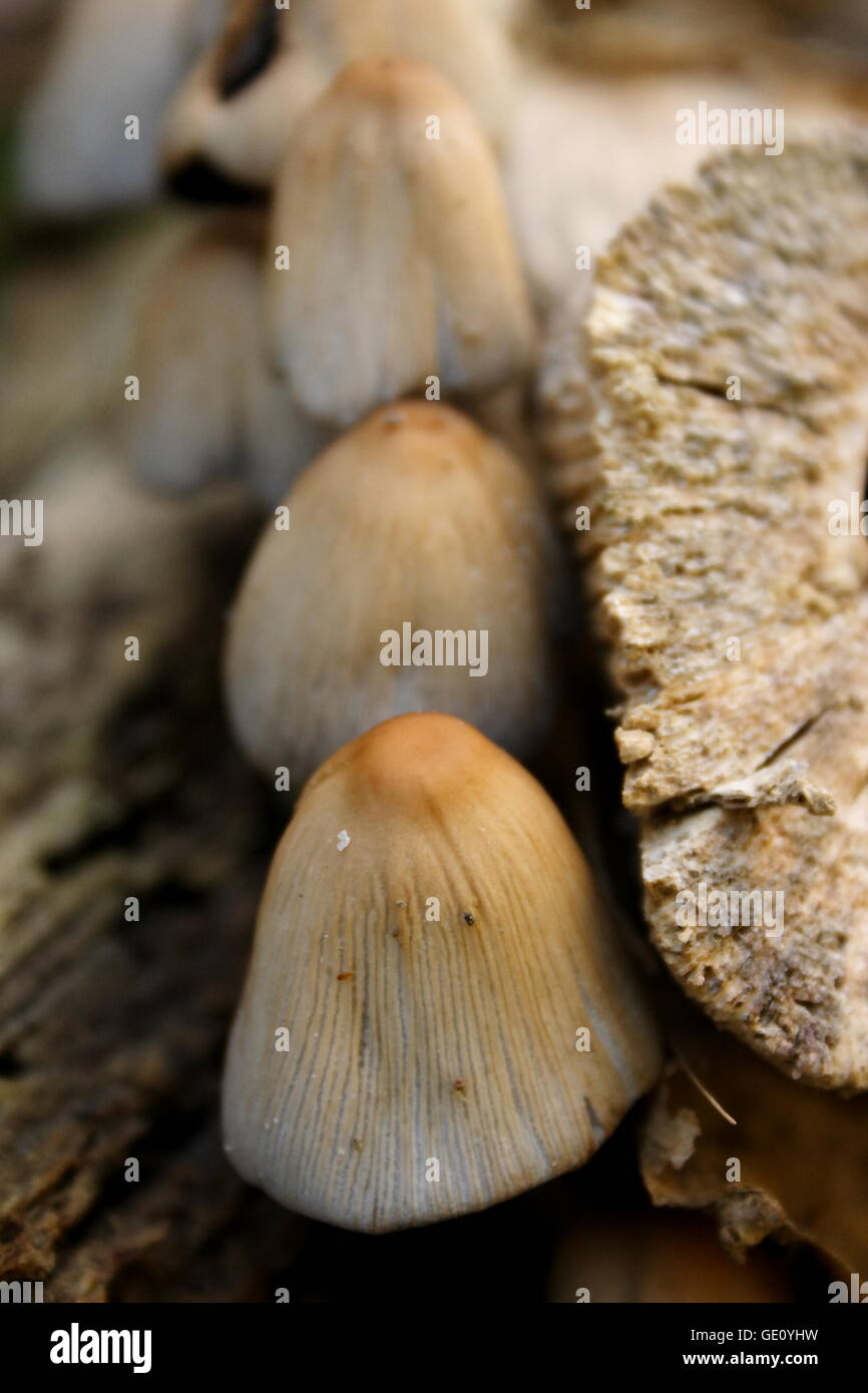 Wild mushrooms small Stock Photo - Alamy