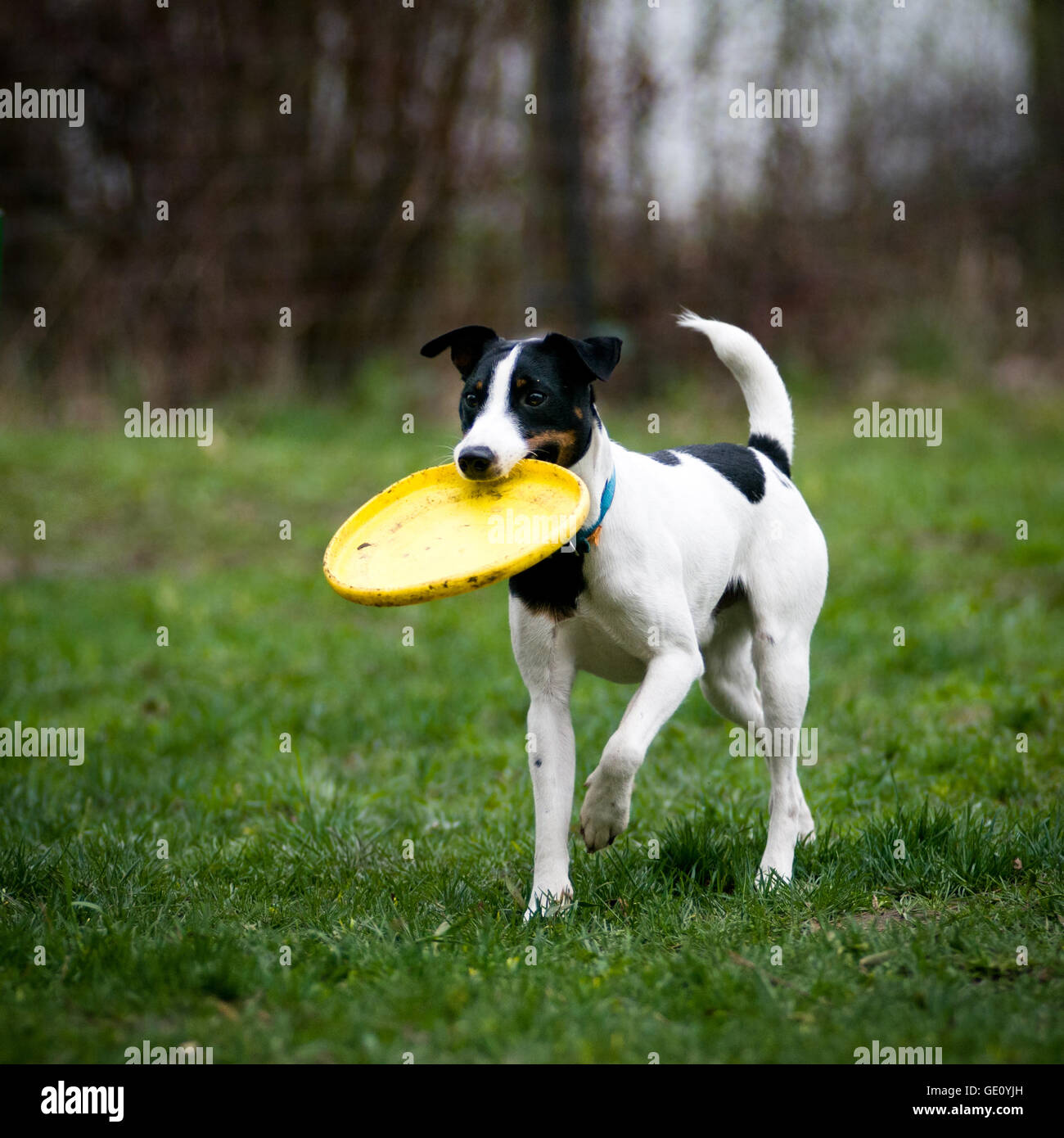 Fox terrier with frisbee in his mouth Stock Photo - Alamy