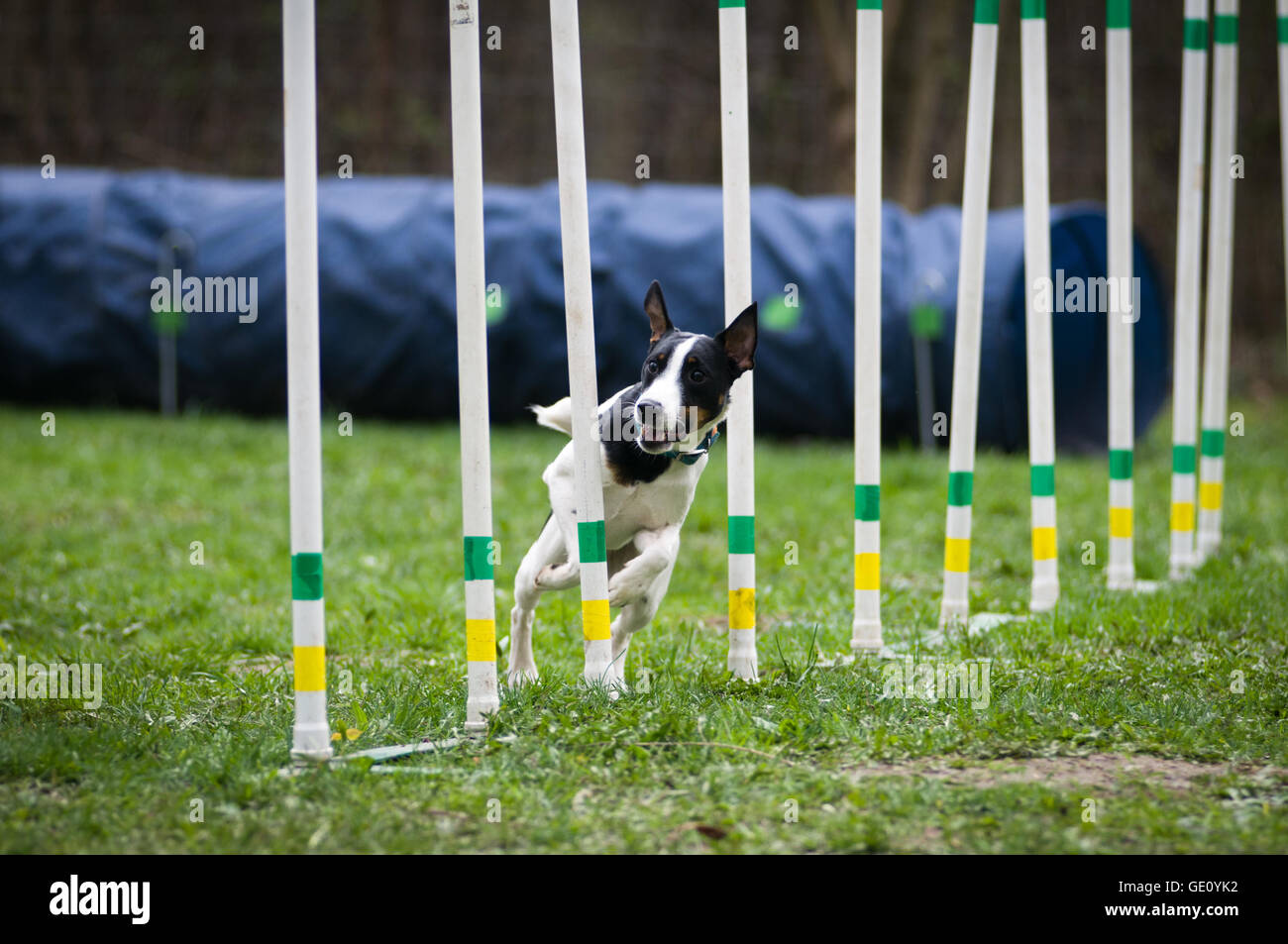 Jumping fox terrier hi-res stock photography and images - Alamy