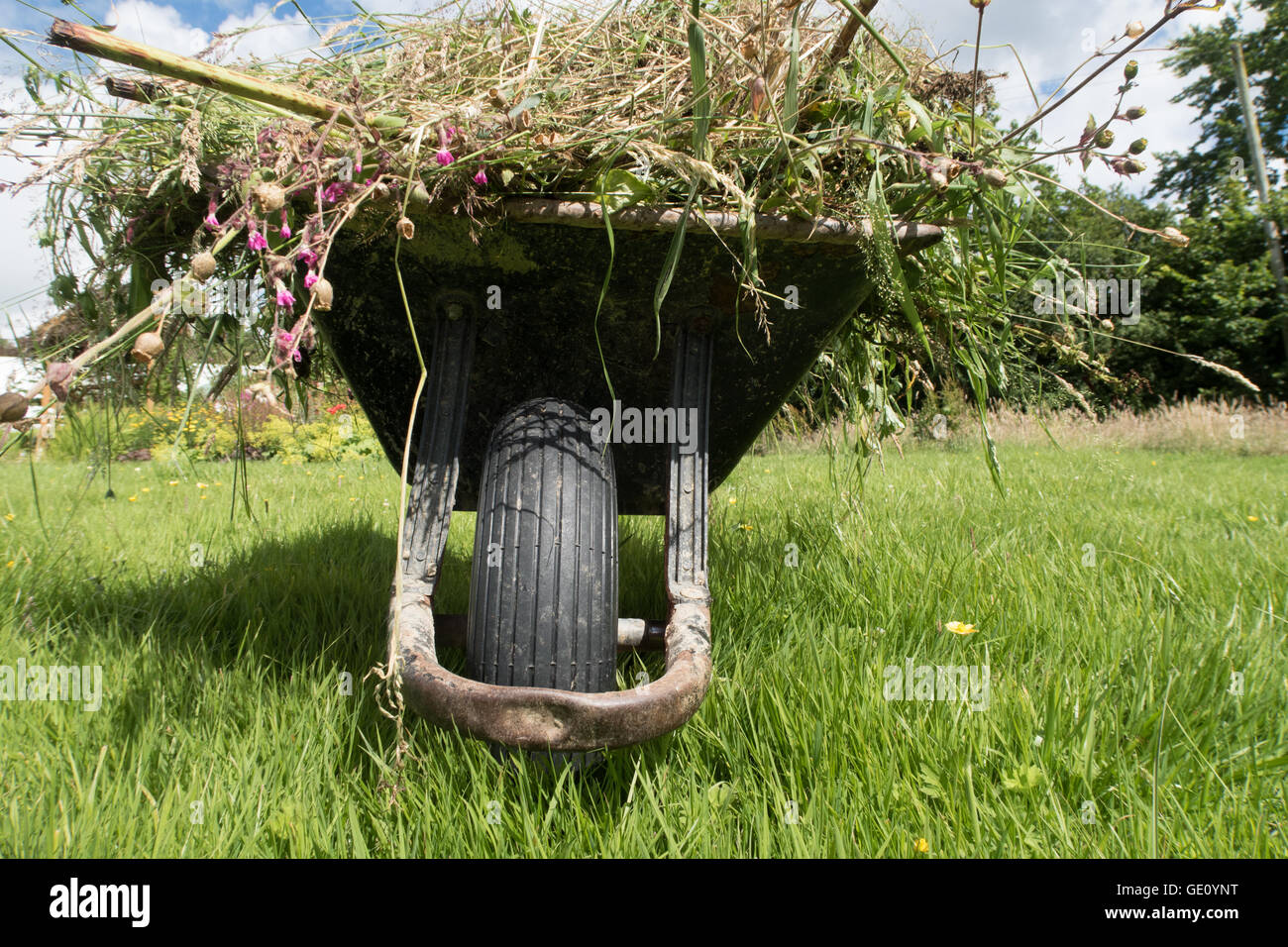 A full garden wheel barrow on long grass. A front on view from a low ...