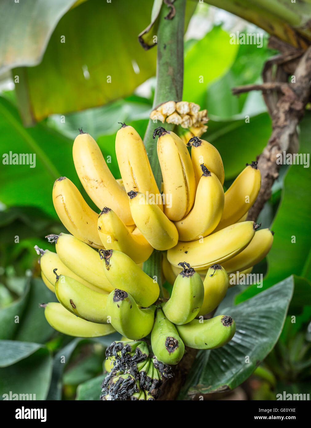Picture of banana hi-res stock photography and images - Alamy