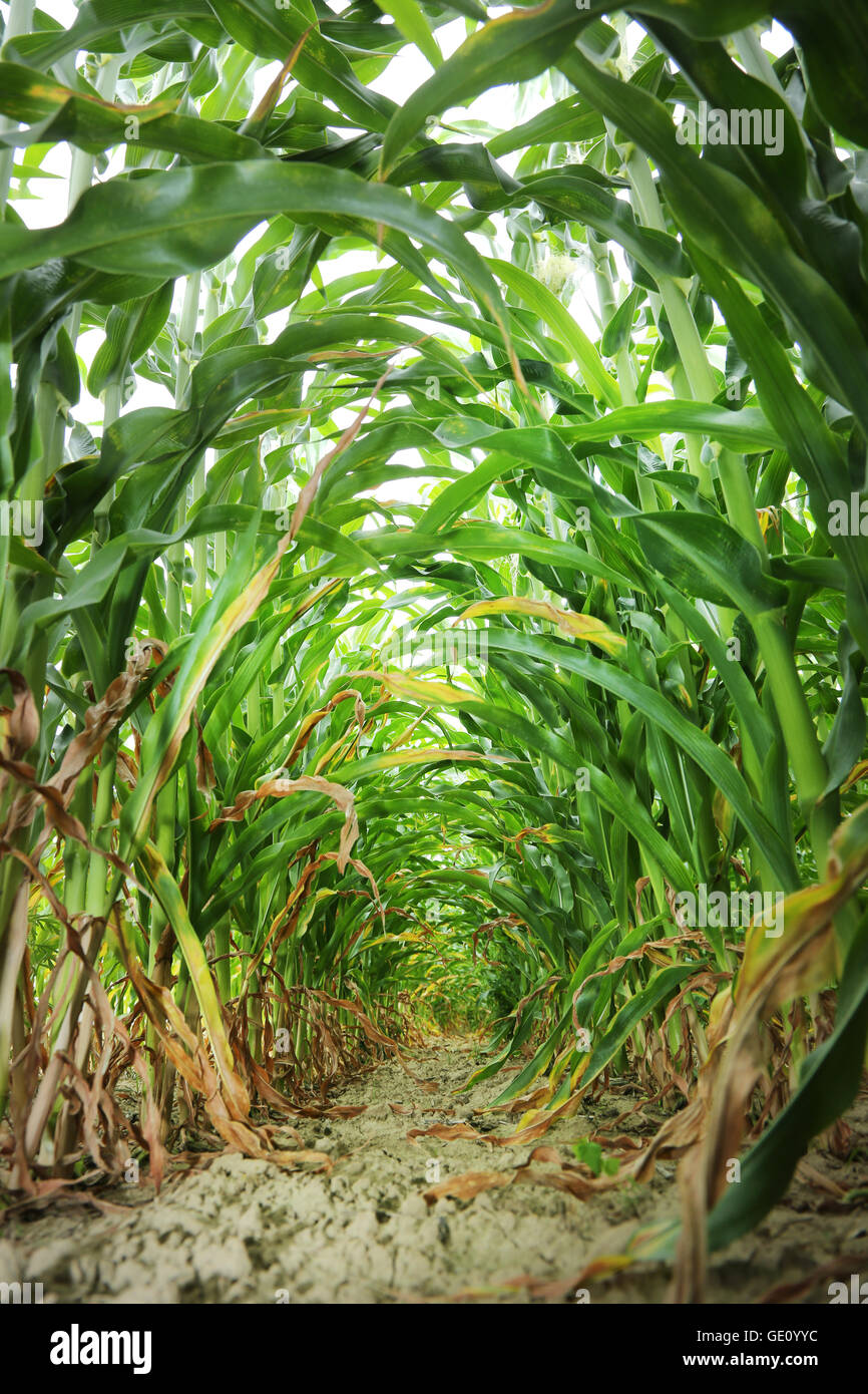 Maize field hi-res stock photography and images - Alamy