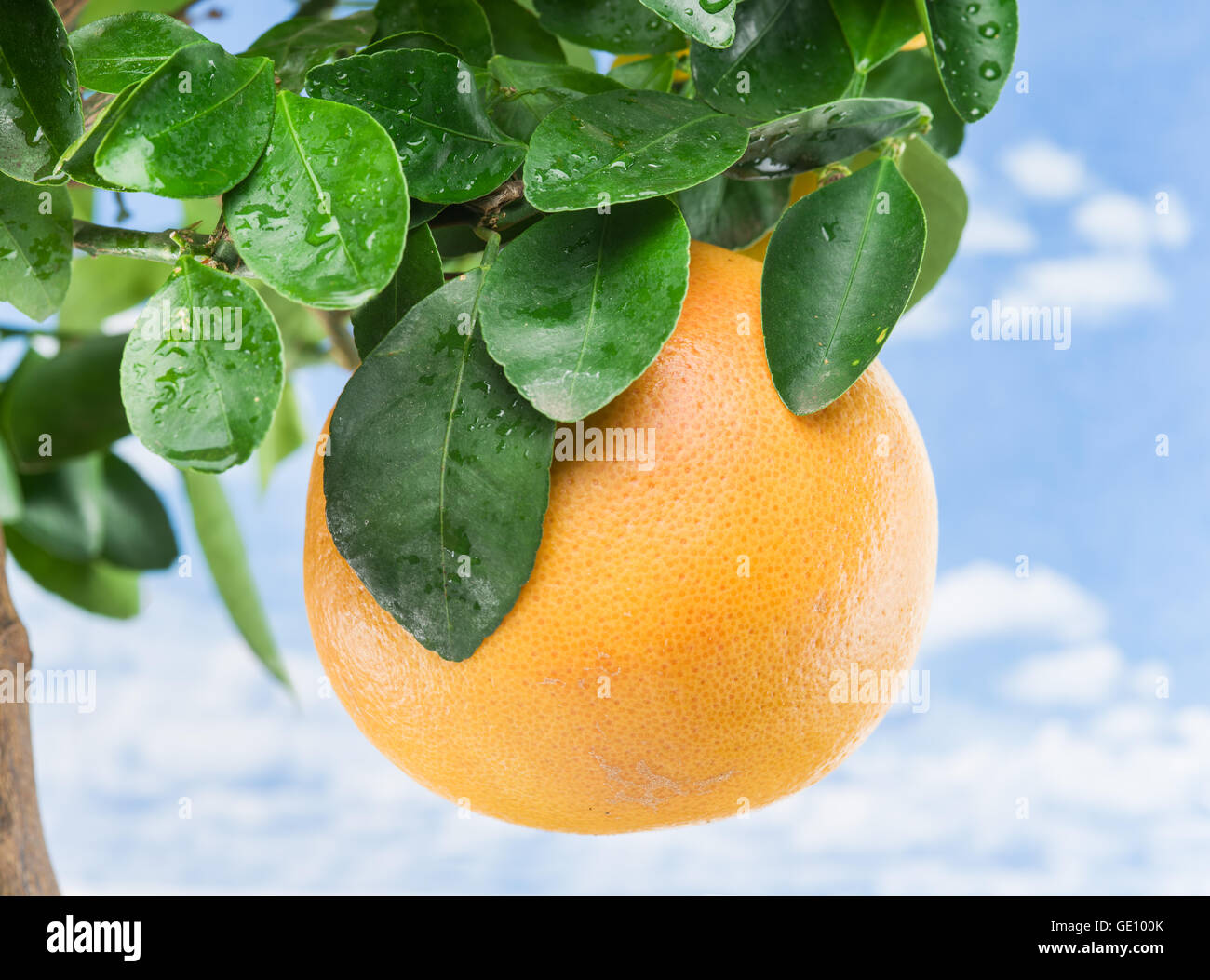 Big ripe grapefruit on the tree. Blue sky background Stock Photo - Alamy