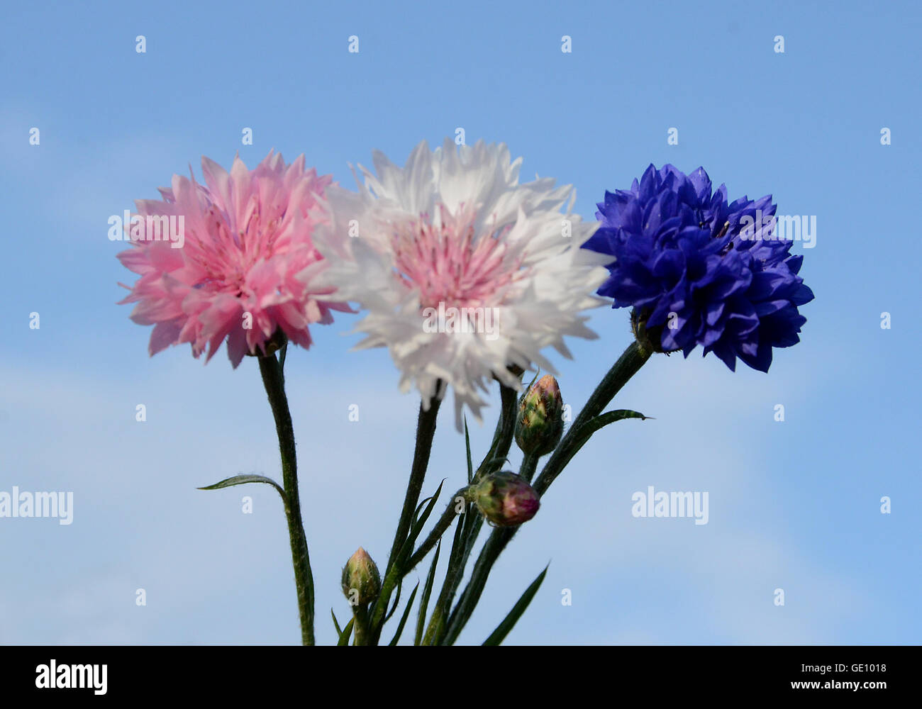 3 corn flowers in the colors red white and blue Stock Photo - Alamy