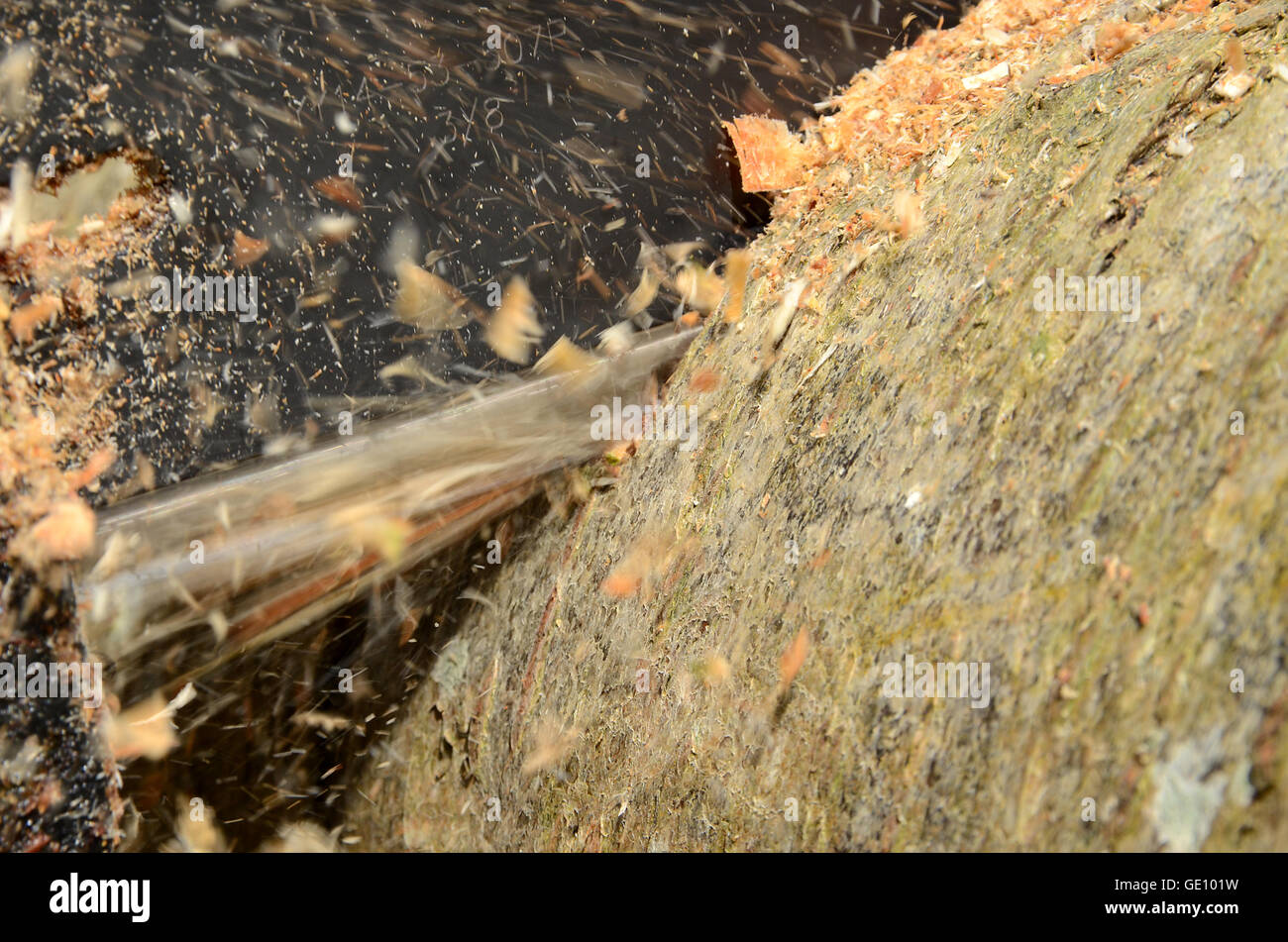 Saw log hi-res stock photography and images - Alamy