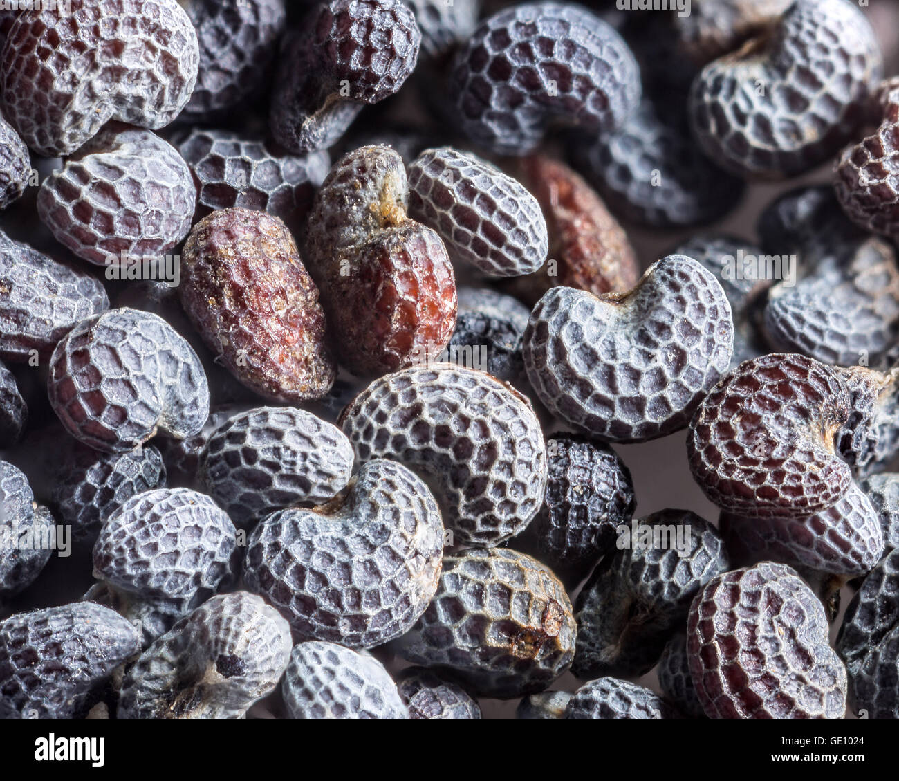 Macro shot of poppy seed Stock Photo - Alamy