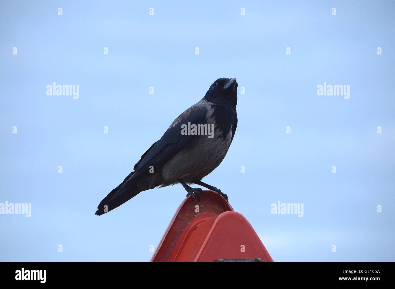 Observant bird hi-res stock photography and images - Alamy