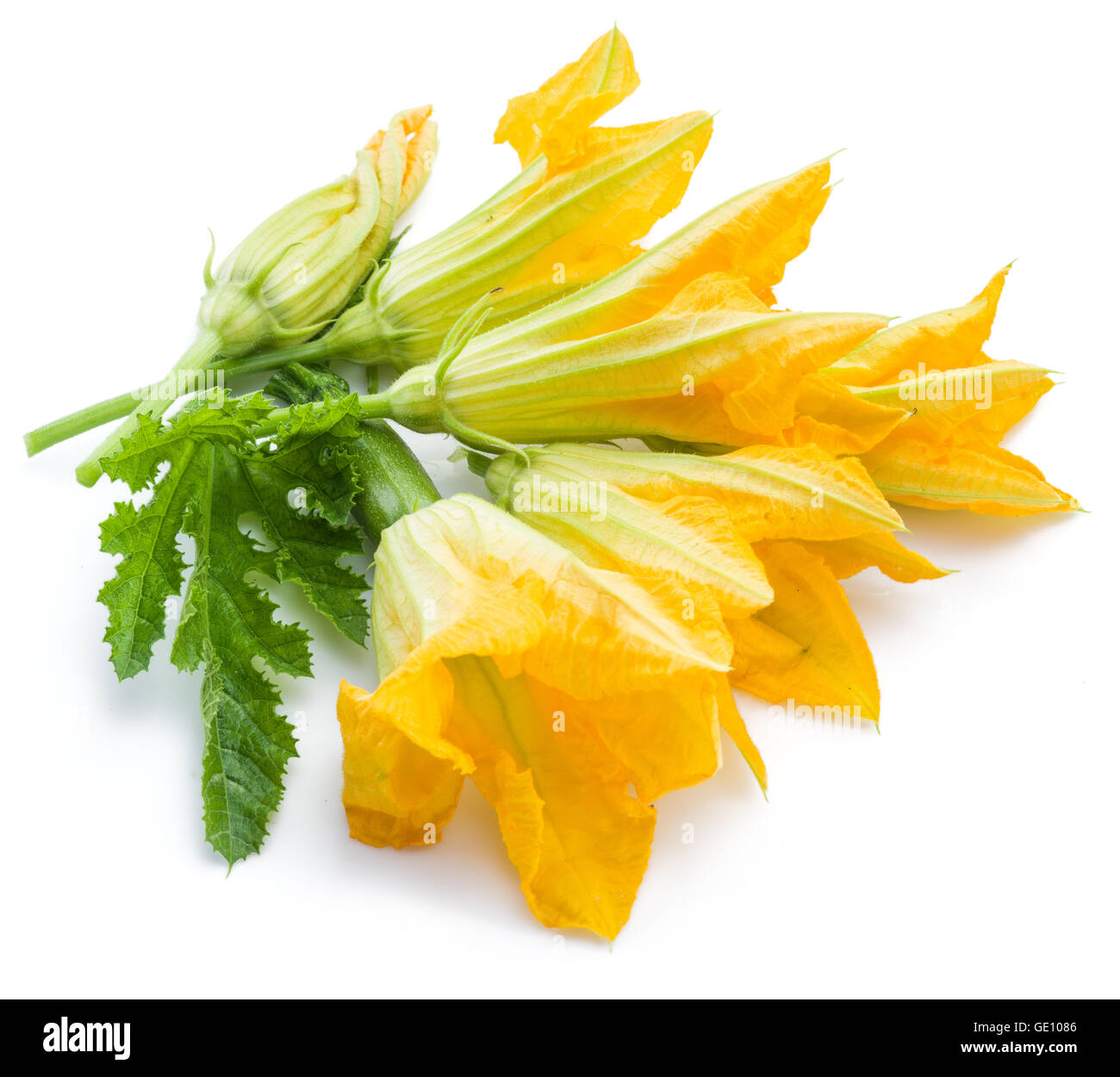 Zucchini flowers on a white background Stock Photo - Alamy